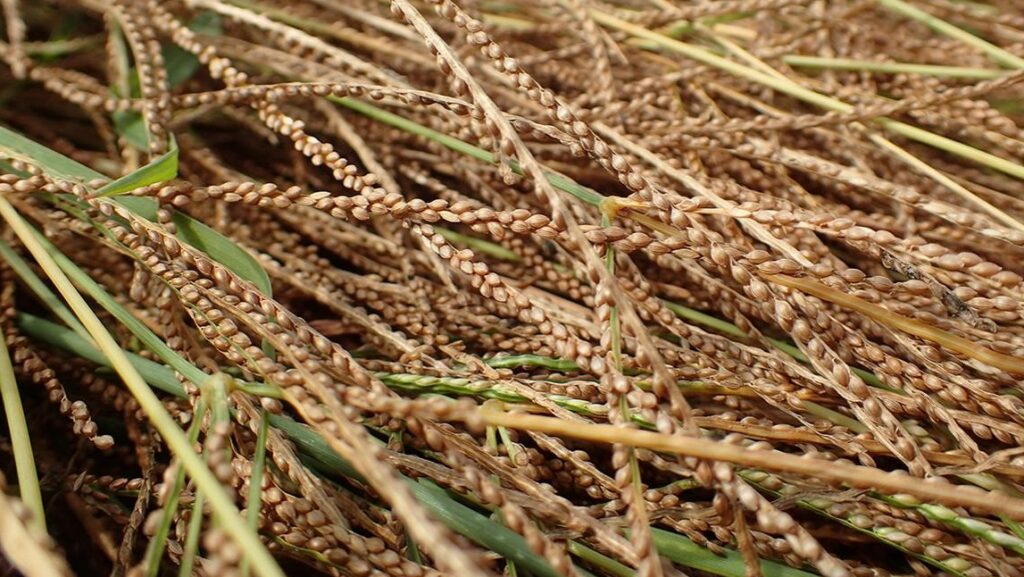 Fonio in Ghana - Lexicon of Food™