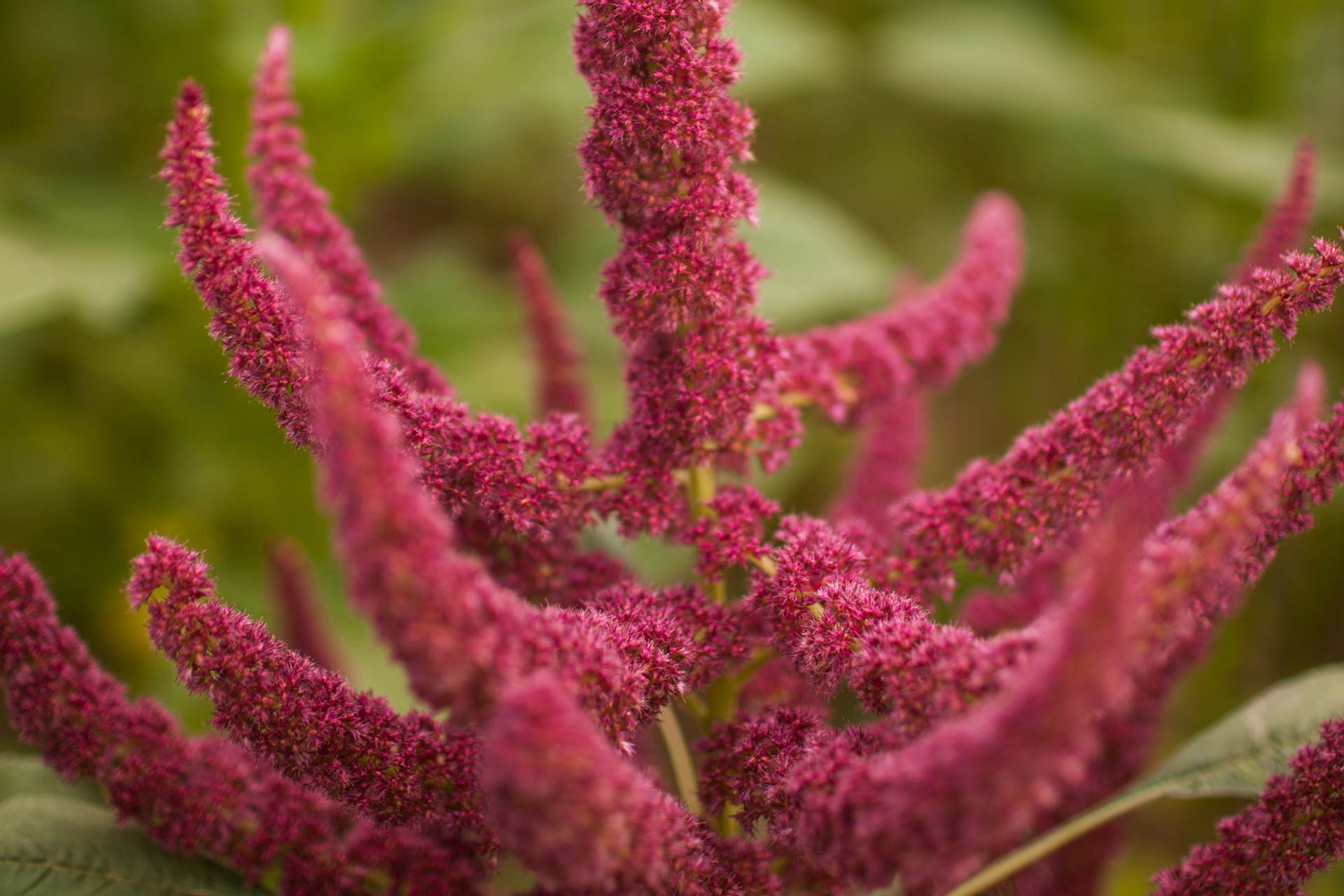 Discovering Amaranth in Oaxaca - Lexicon of Food™