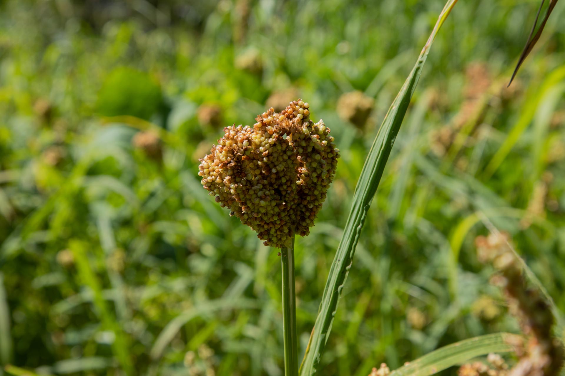 Small Millets - Lexicon of Food™