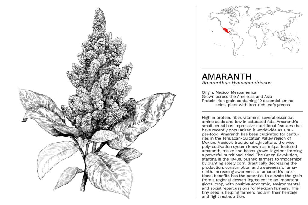 Discovering Amaranth in Oaxaca - Lexicon of Food™