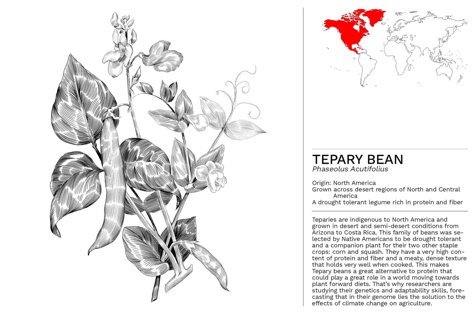 Tepary Beans - Lexicon of Food™