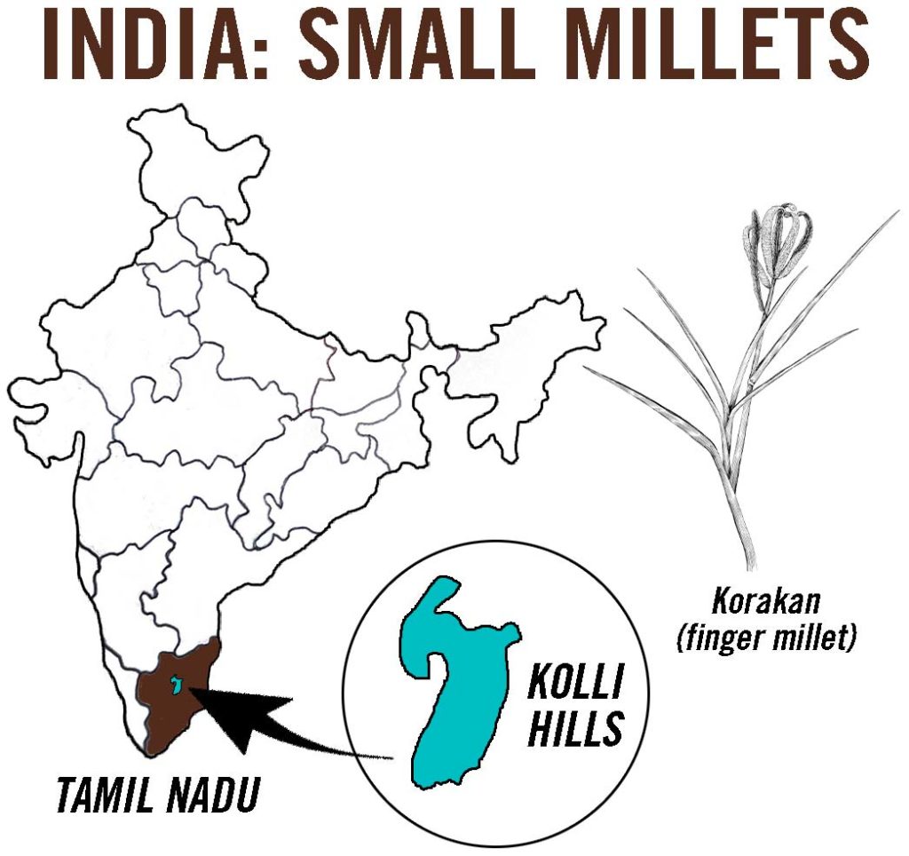 Small Millets - Lexicon of Food™