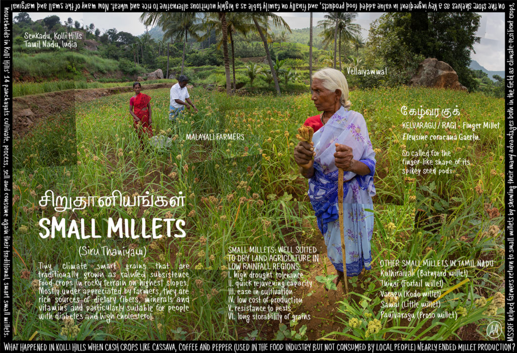 Small Millets - Lexicon of Food™