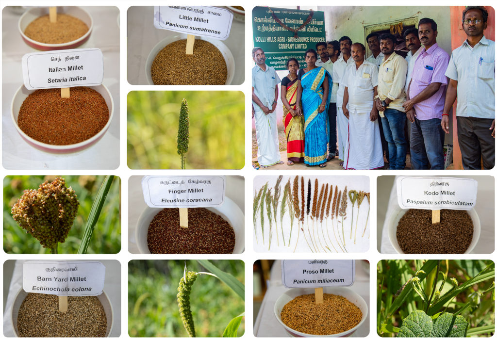 Small Millets - Lexicon of Food™