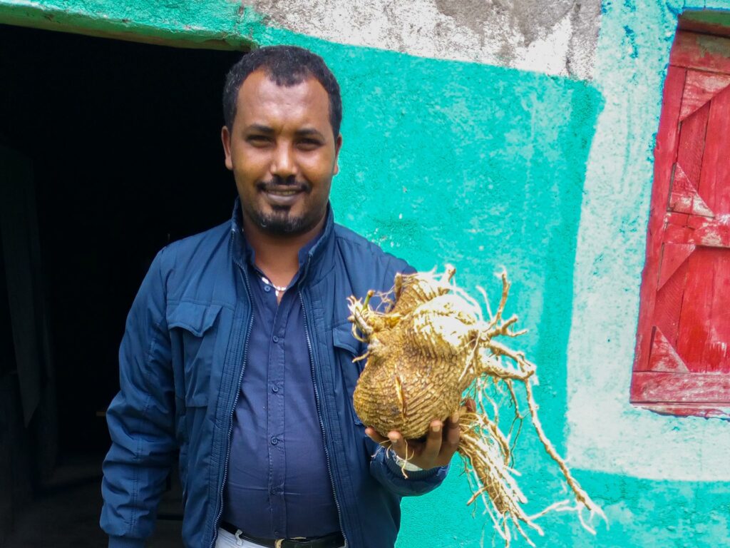 Anchote - Lexicon of Food™