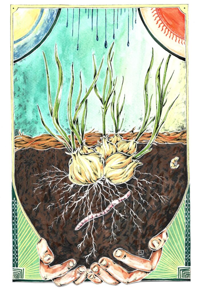 Potato Onion - Lexicon of Food™