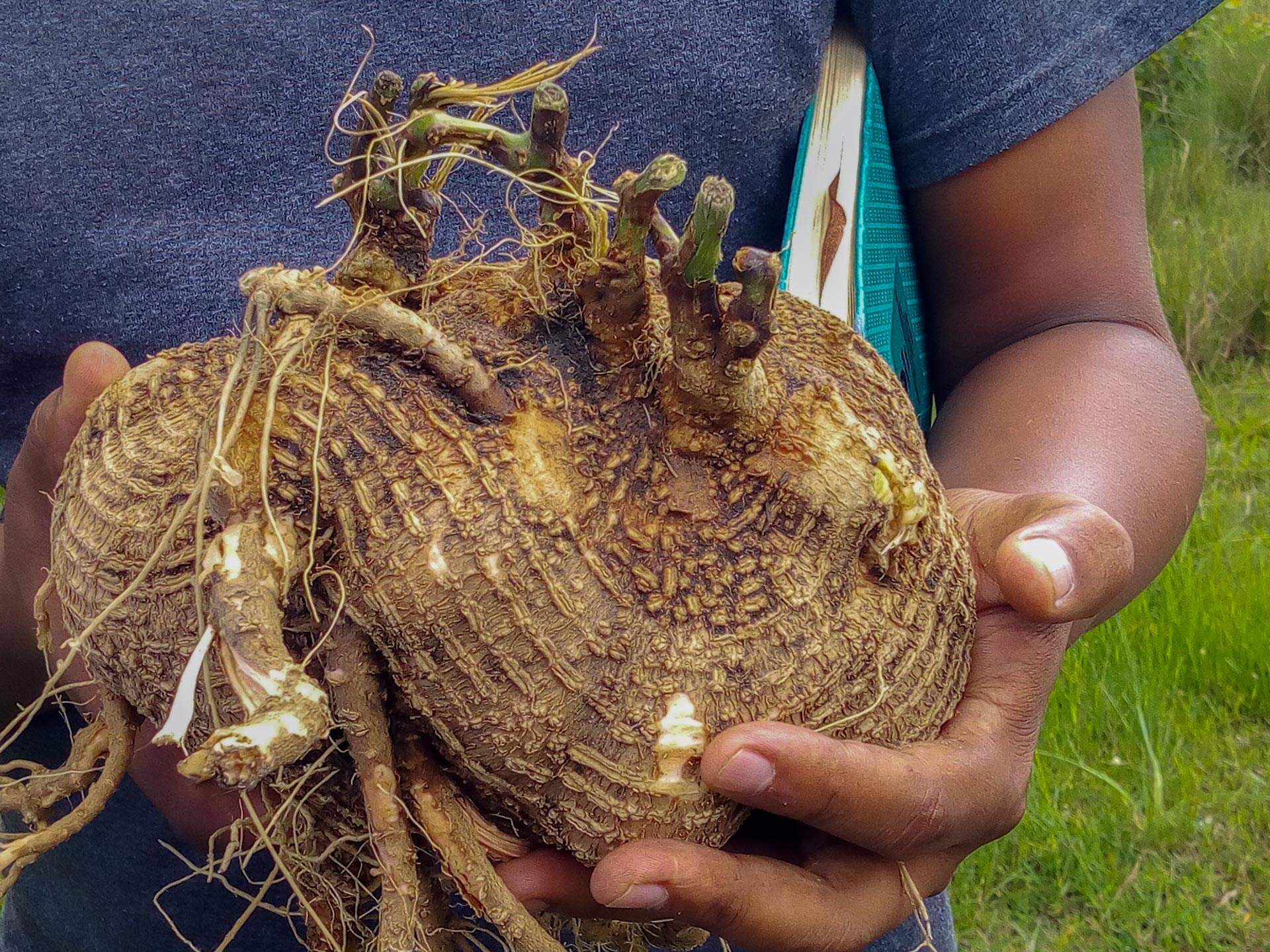 Anchote - Lexicon of Food™