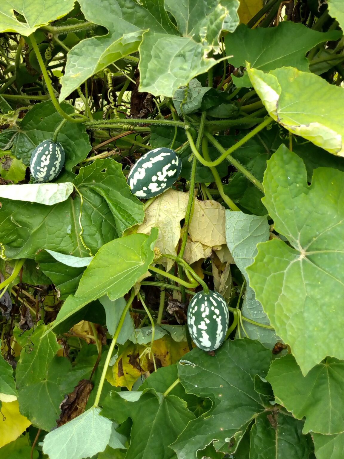 Anchote - Lexicon of Food™