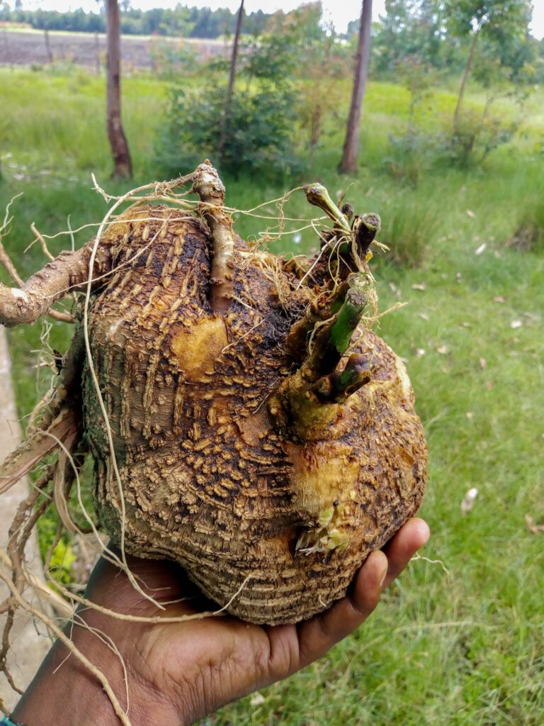 Anchote - Lexicon of Food™