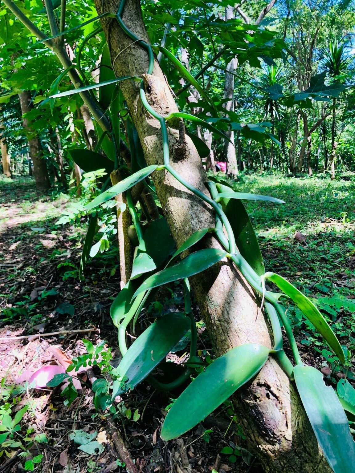 Jefferson Shriver and Vanilla - Lexicon of Food™