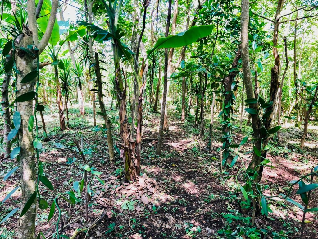 Jefferson Shriver and Vanilla - Lexicon of Food™