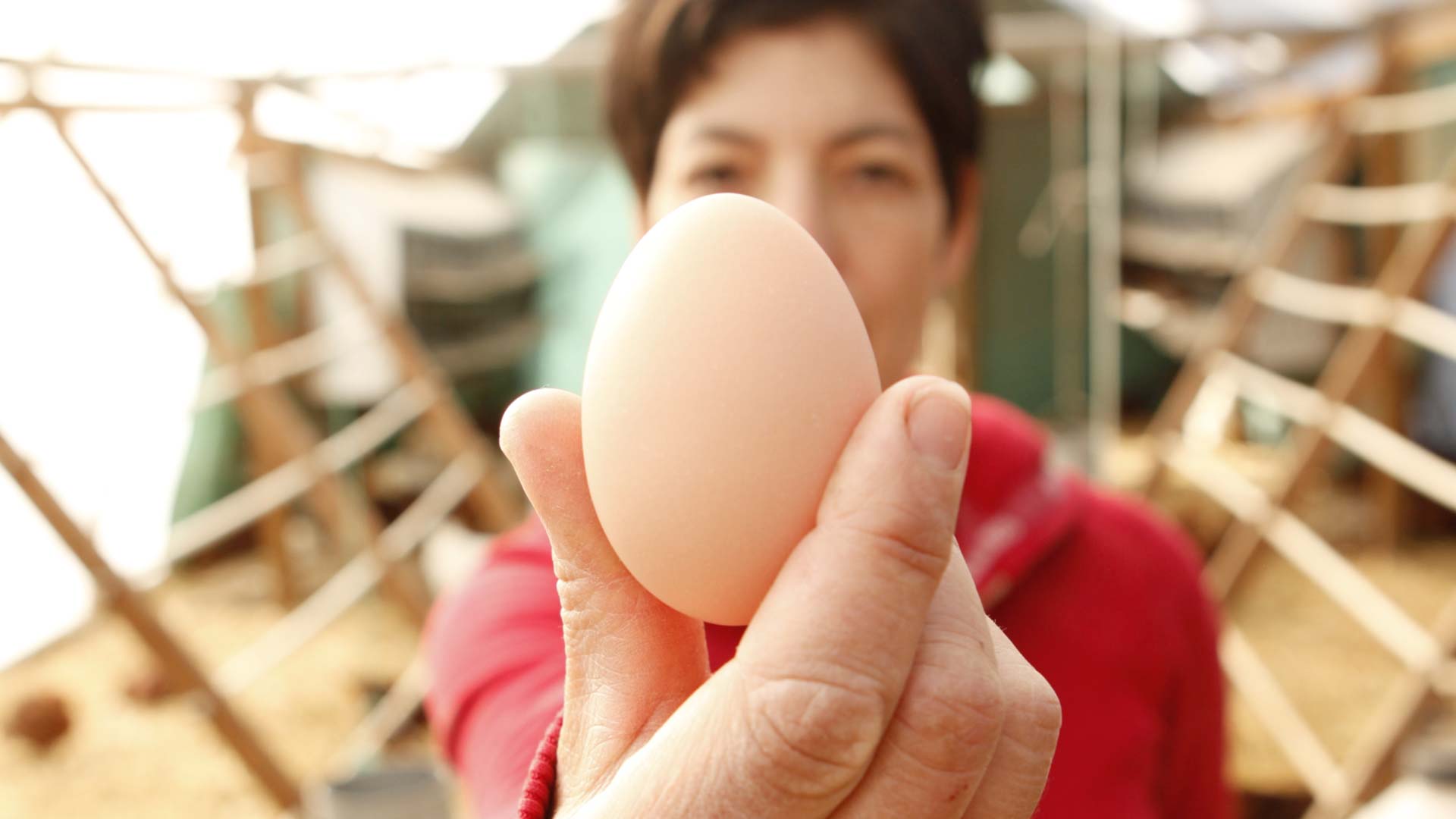 The Story of an Egg - Lexicon of Food™
